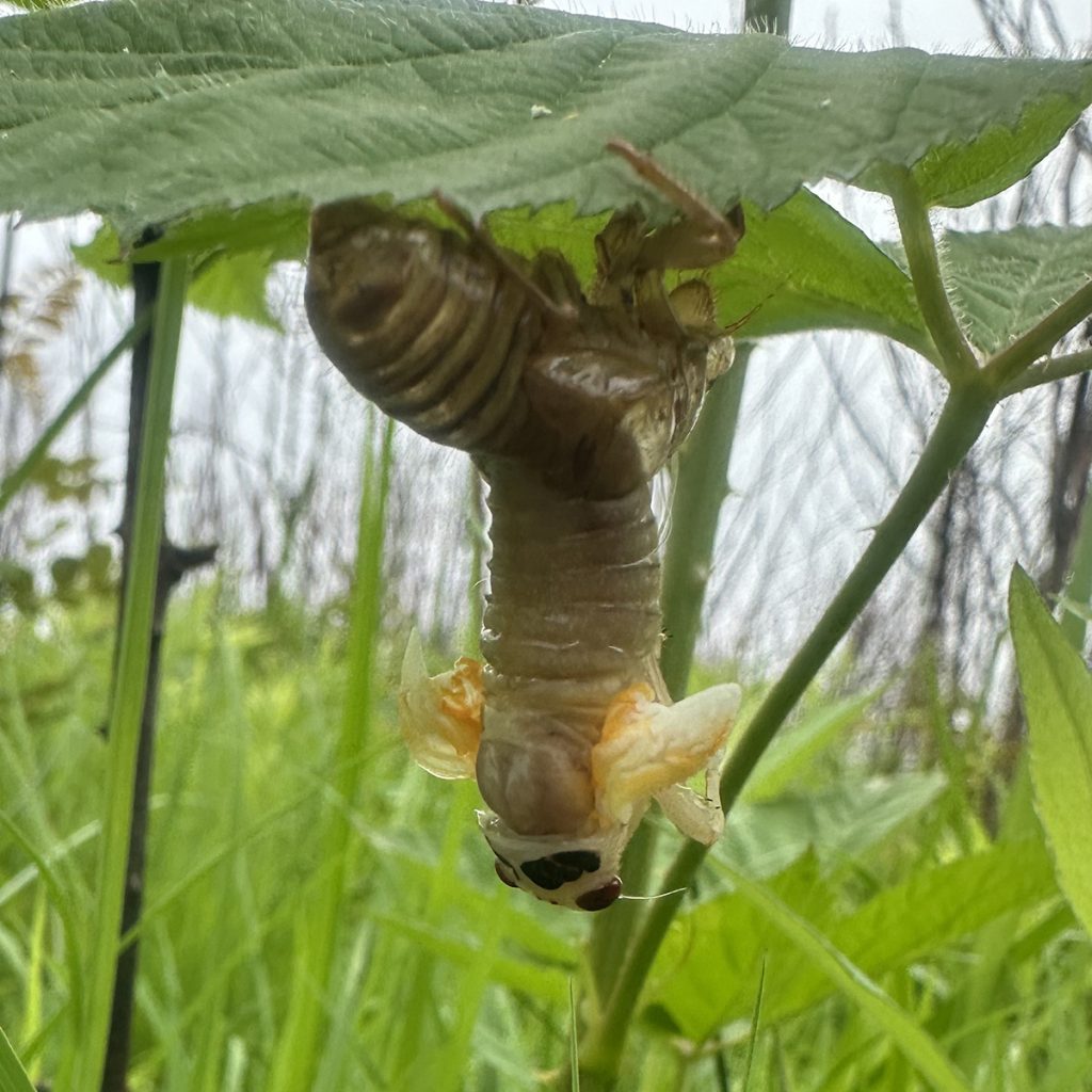 Periodical Cicadas – What’s All the Commotion? – INHS Environmental ...