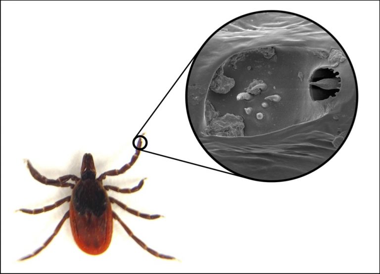 Tick Haller’s Organ Project – Alleyne Bioinspiration Col-LAB-orative ...