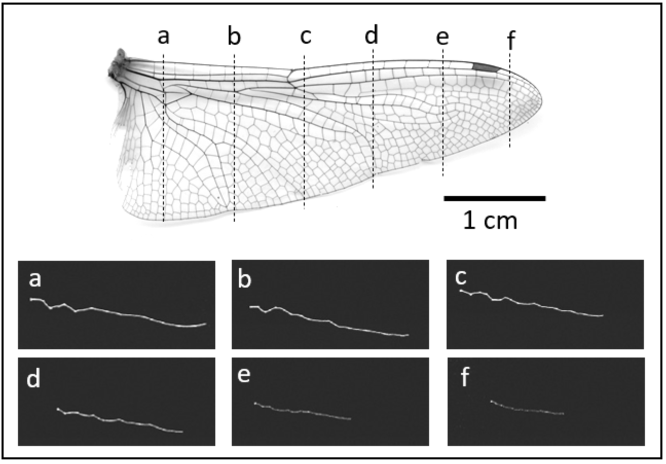 Morphological Characteristics and Functioning of Grasshopper and ...