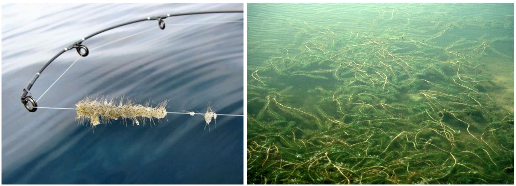 Angler Behavior & Aquatic Invasive Species Research » Threats and ...