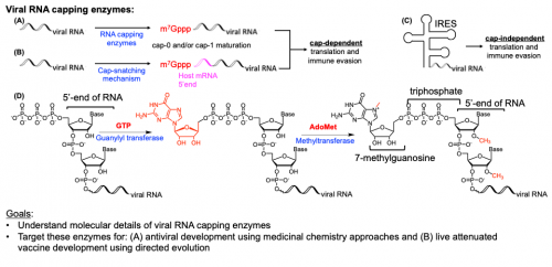 Research | Mehta Lab - University of Illinois at Urbana-Champaign