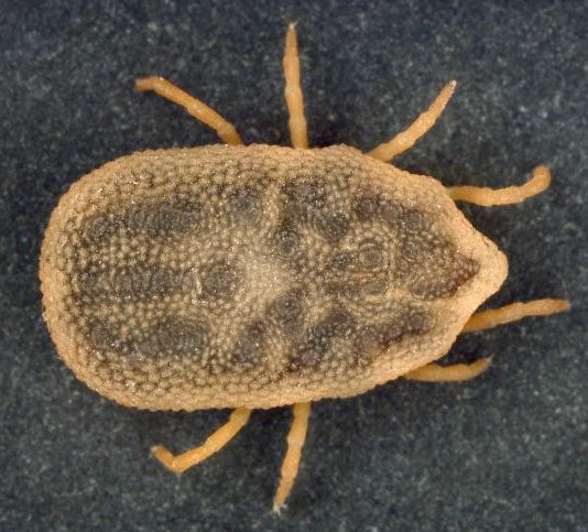 Bat ticks – Collecting and sharing of information about bat ticks