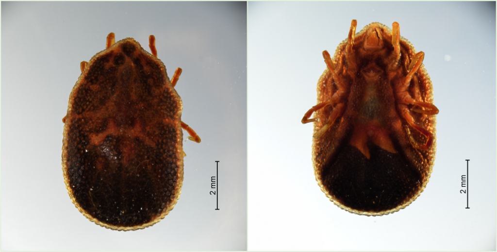 Submit photos – Bat ticks