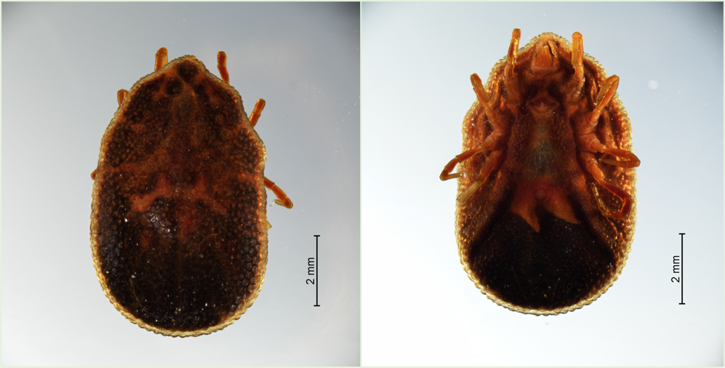 Submit photos – Bat ticks