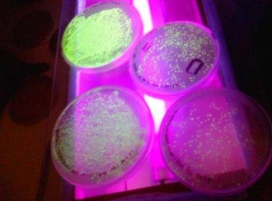 Lab 3 – Step 13 | BIOE202 Cell and Tissue Engineering Lab - University ...