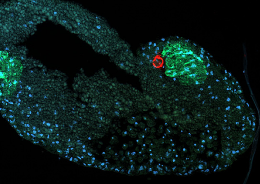 Opportunities – Ceman Lab