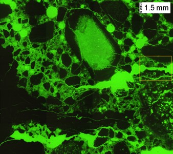 Fluorescent Microscopy | Concrete Microscopy Library - University of ...