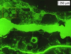 Fluorescent Microscopy | Concrete Microscopy Library - University of ...