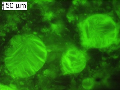 Fluorescent Microscopy | Concrete Microscopy Library - University of ...