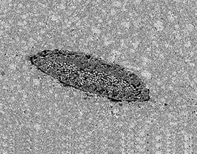 Scanning Electron Microscopy (SEM) | Concrete Microscopy Library ...