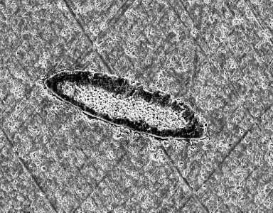 Scanning Electron Microscopy (SEM) | Concrete Microscopy Library ...