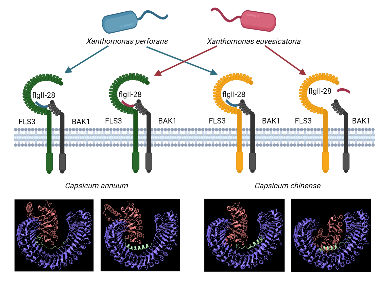 Research – Hind Lab @ Crop Sciences