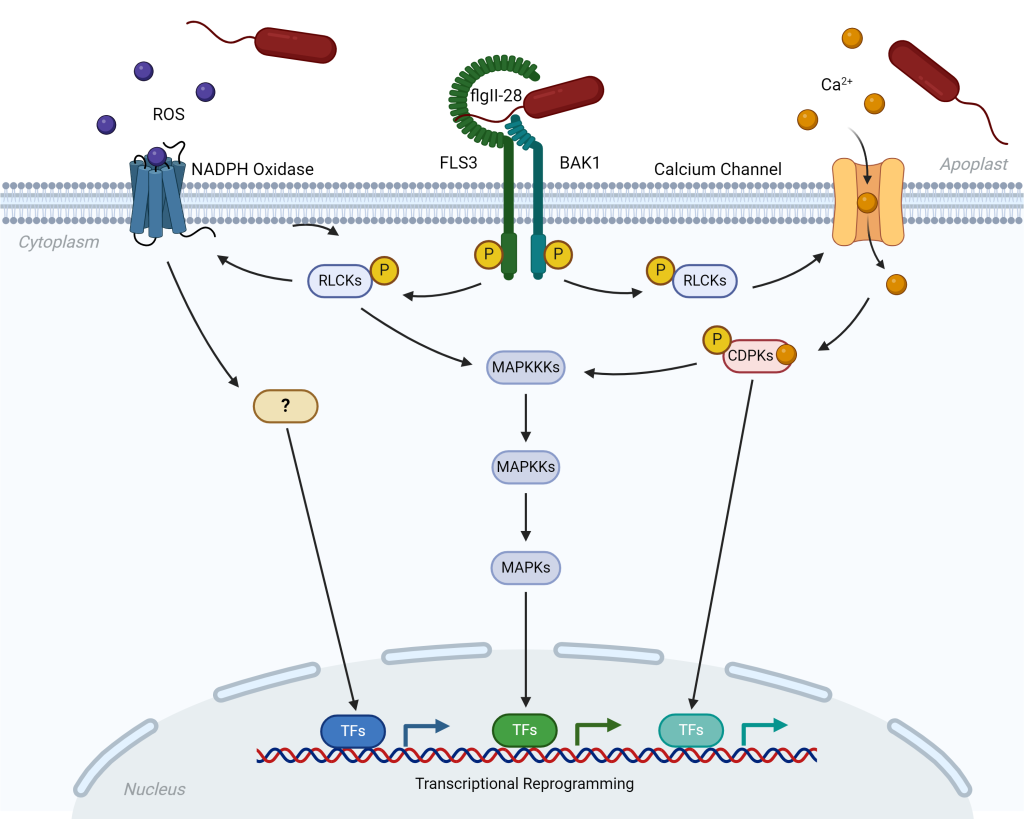 Research – Hind Lab @ Crop Sciences