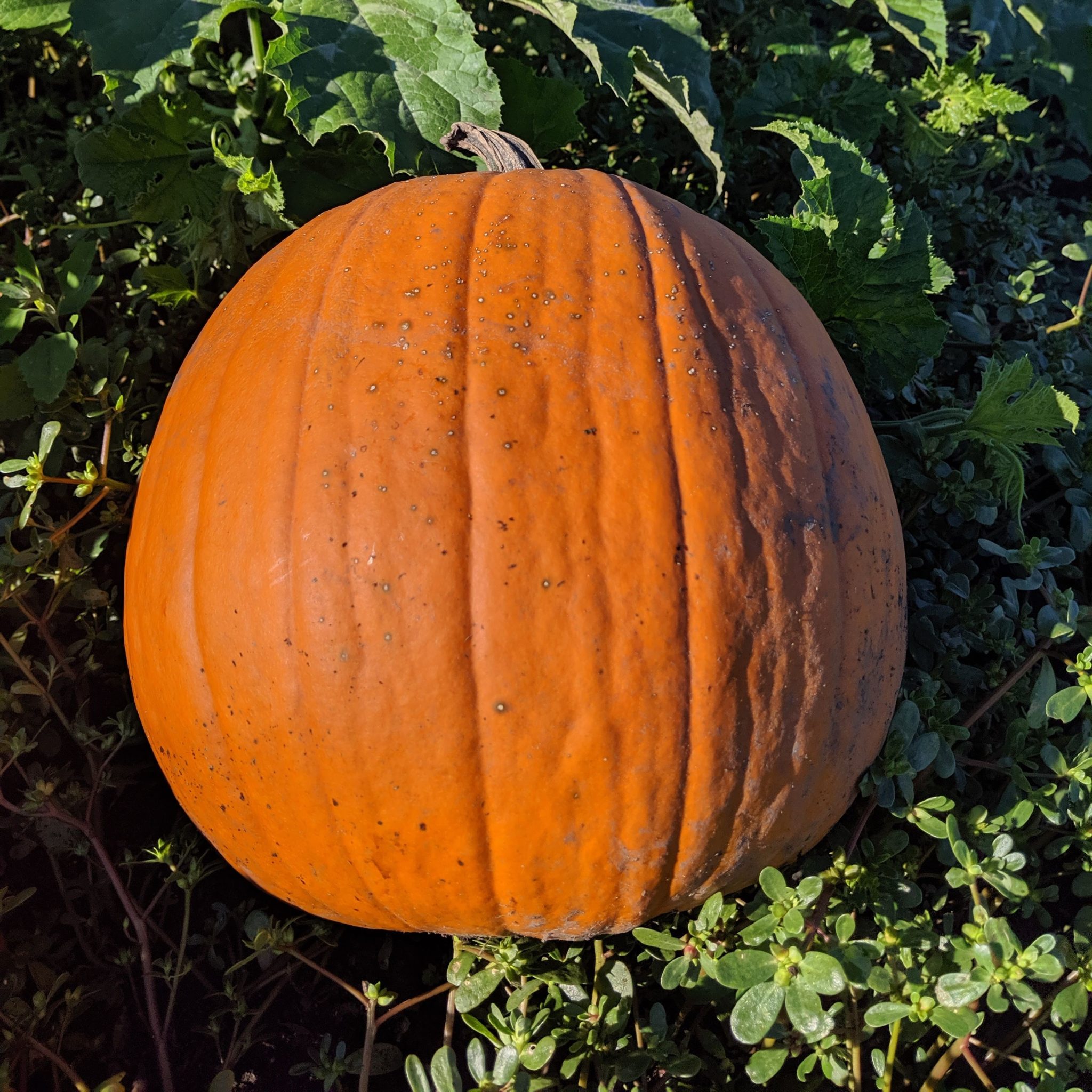 Research – Hind Lab @ Crop Sciences