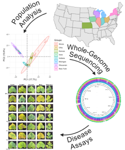 Research – Hind Lab @ Crop Sciences