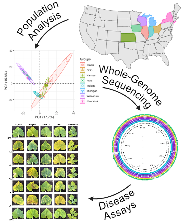 Research – Hind Lab @ Crop Sciences