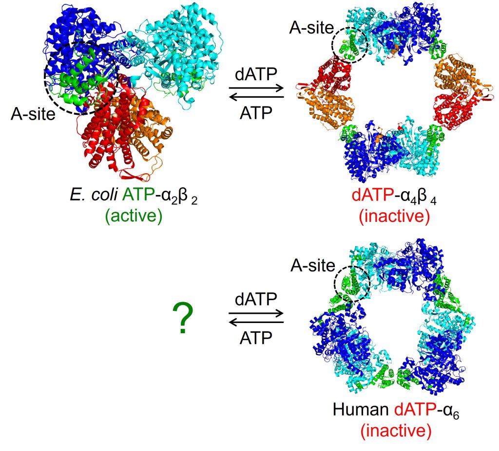 Research in the Cui Lab – Cui Lab