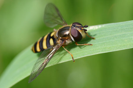 What pollinator is that? – Champaign-Urbana Pollinator Count