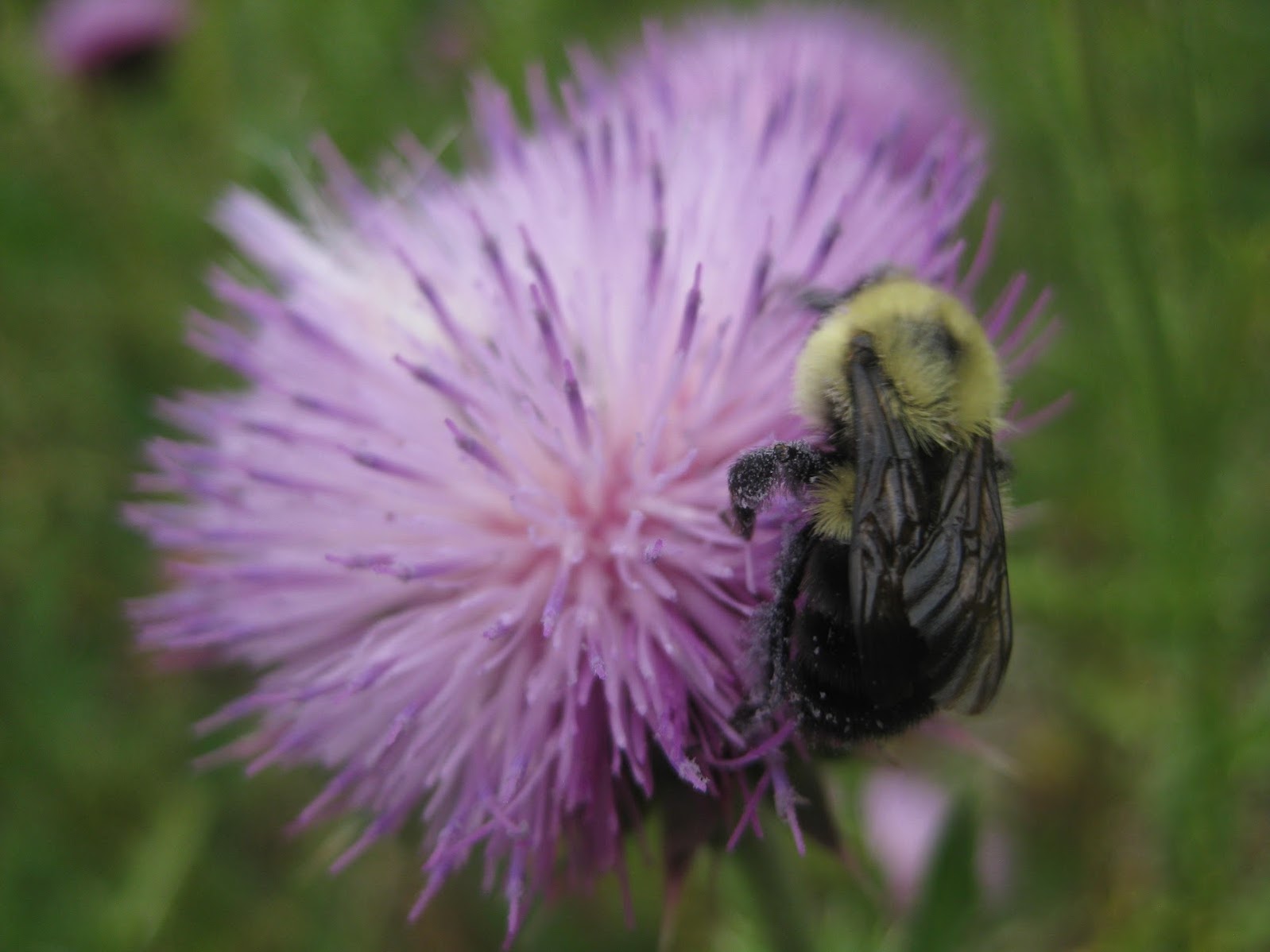 What pollinator is that? – Champaign-Urbana Pollinator Count
