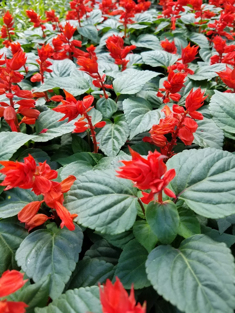 What plant is that? – Champaign-Urbana Pollinator Count