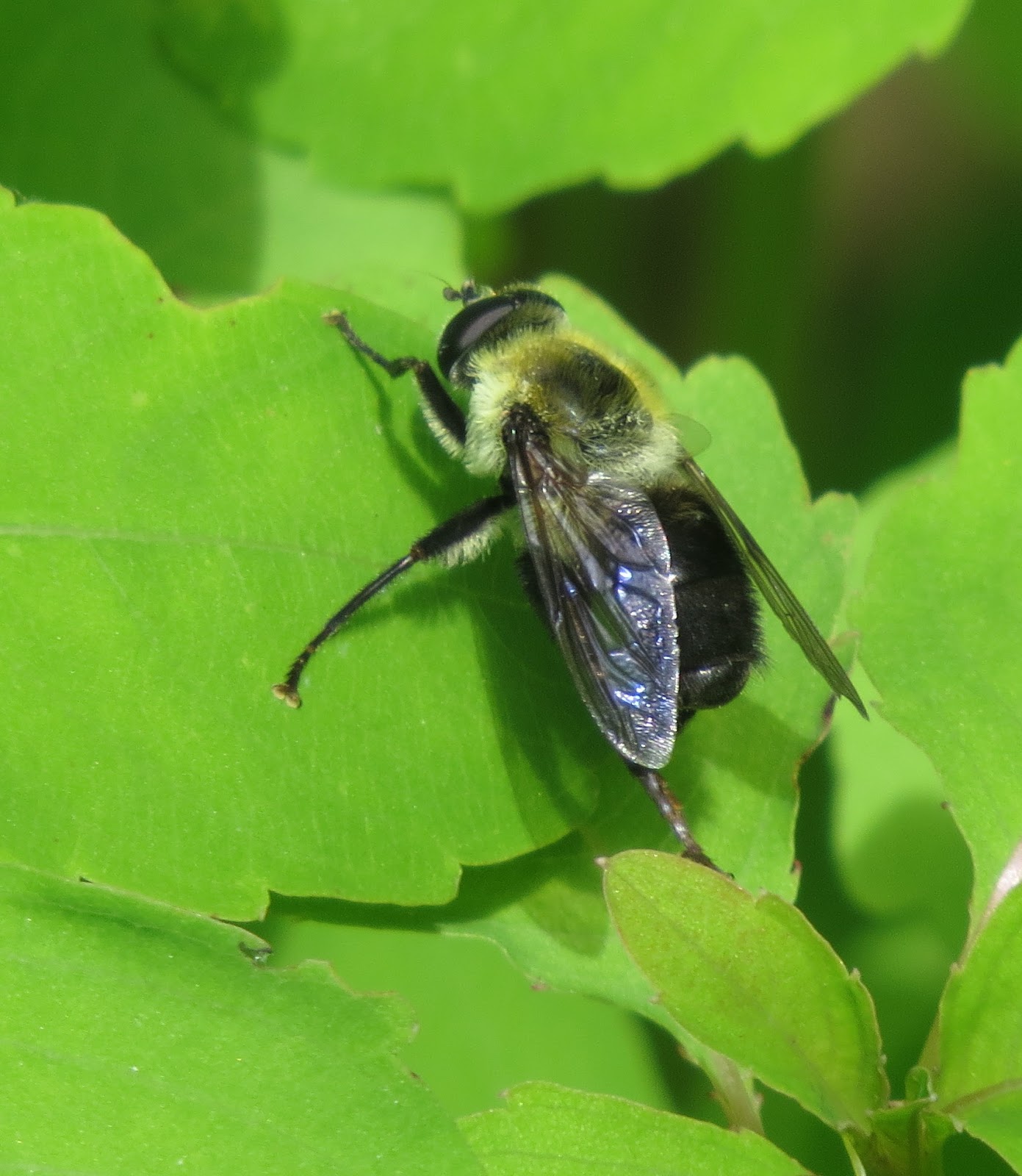 What pollinator is that? – Champaign-Urbana Pollinator Count