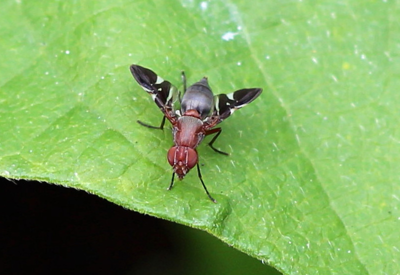 What pollinator is that? – Champaign-Urbana Pollinator Count