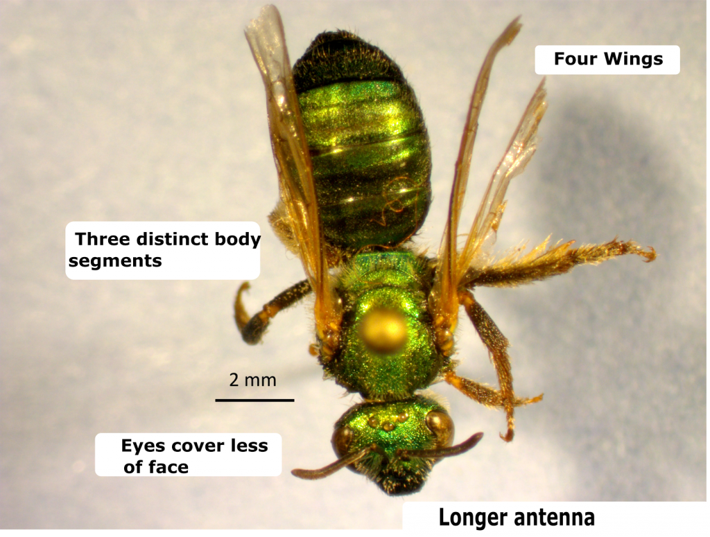 Tips for identifying pollinators – Champaign-Urbana Pollinator Count
