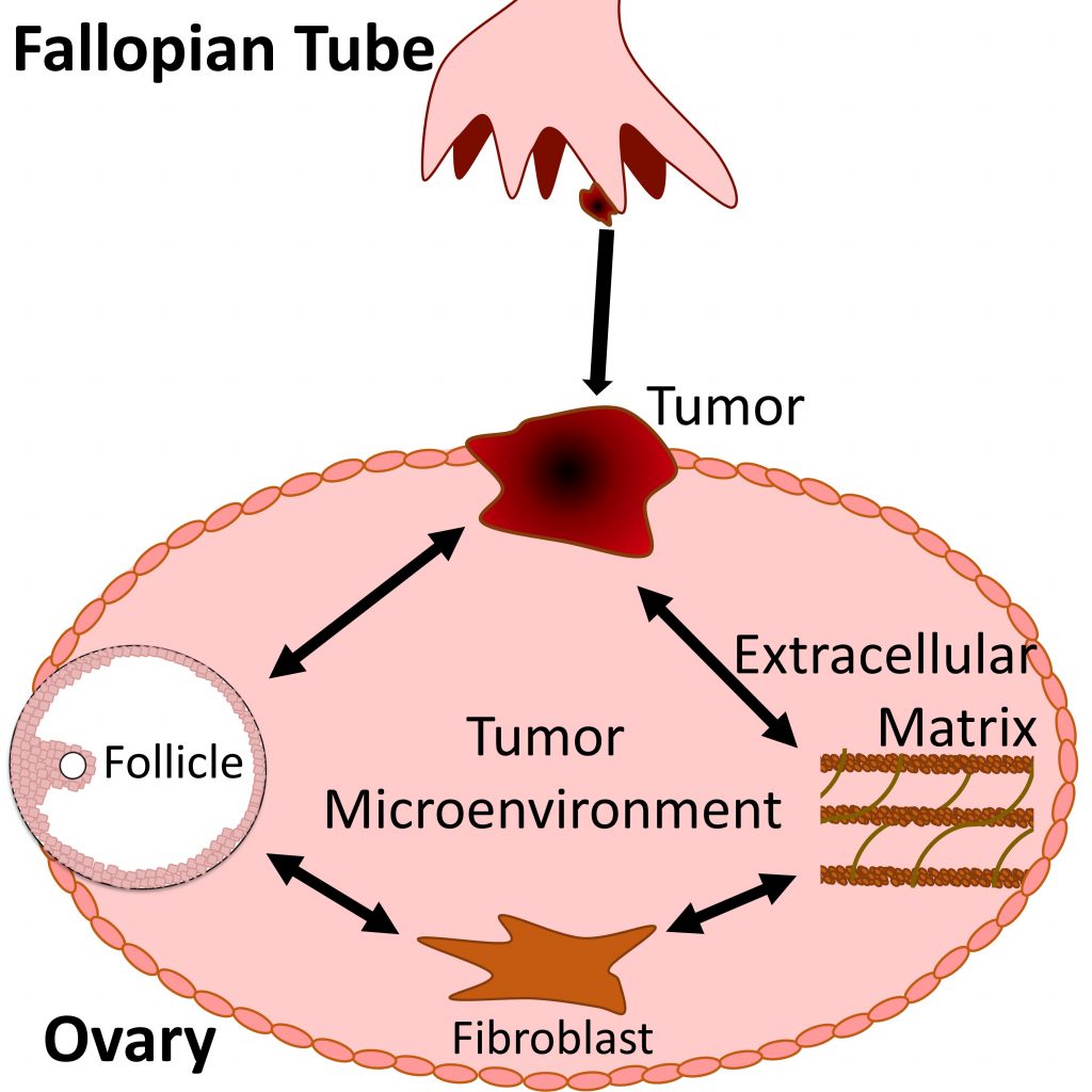 Research Projects | The Dean Repro Lab