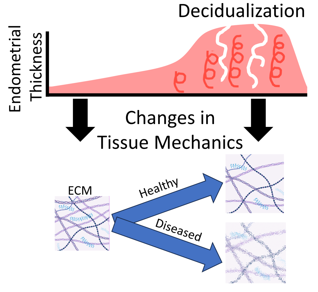 Research Projects | The Dean Repro Lab