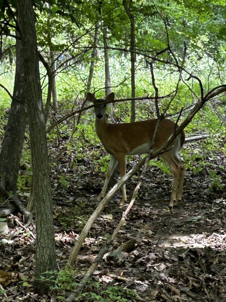 Research – Derek McFarland Jr.