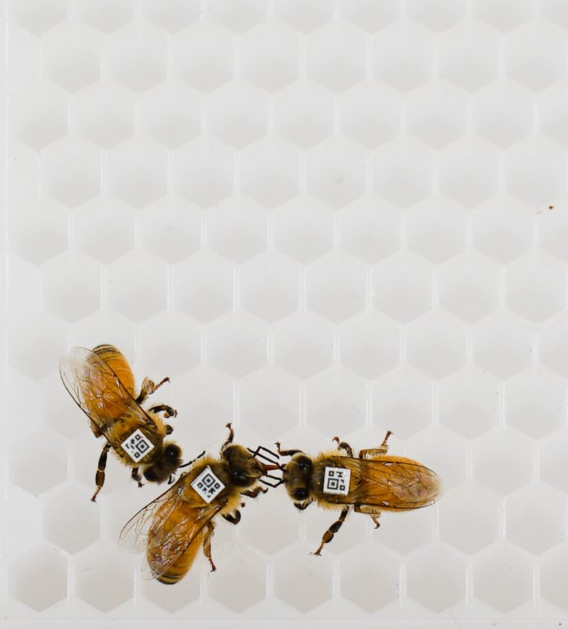 Research – The Dolezal Bee Research Lab
