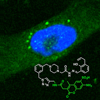 Hergenrother Lab – Solving complex disease-driven questions