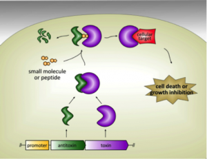 Activation of Toxin-Antitoxin Systems – Hergenrother Lab