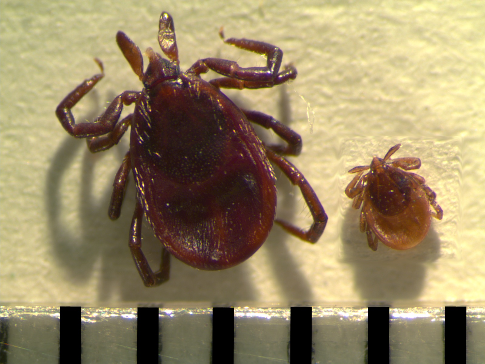 Ticks – INHS Environmental Education