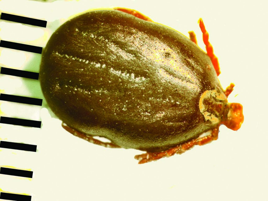 Ticks – INHS Environmental Education