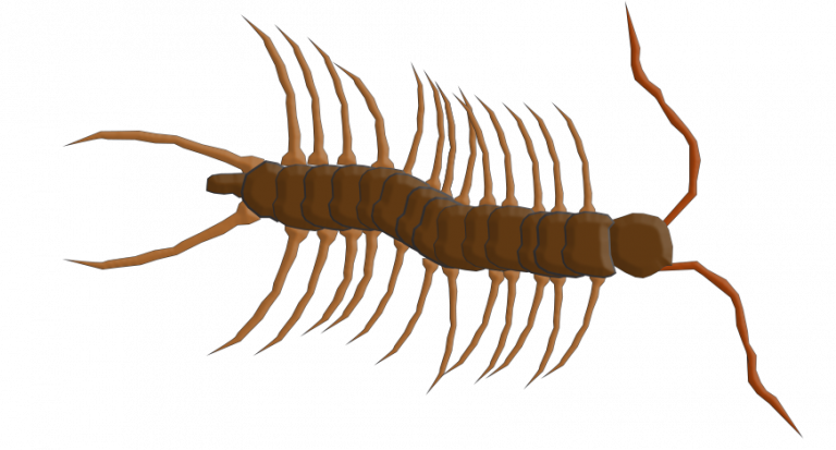 Myriapods – INHS Environmental Education