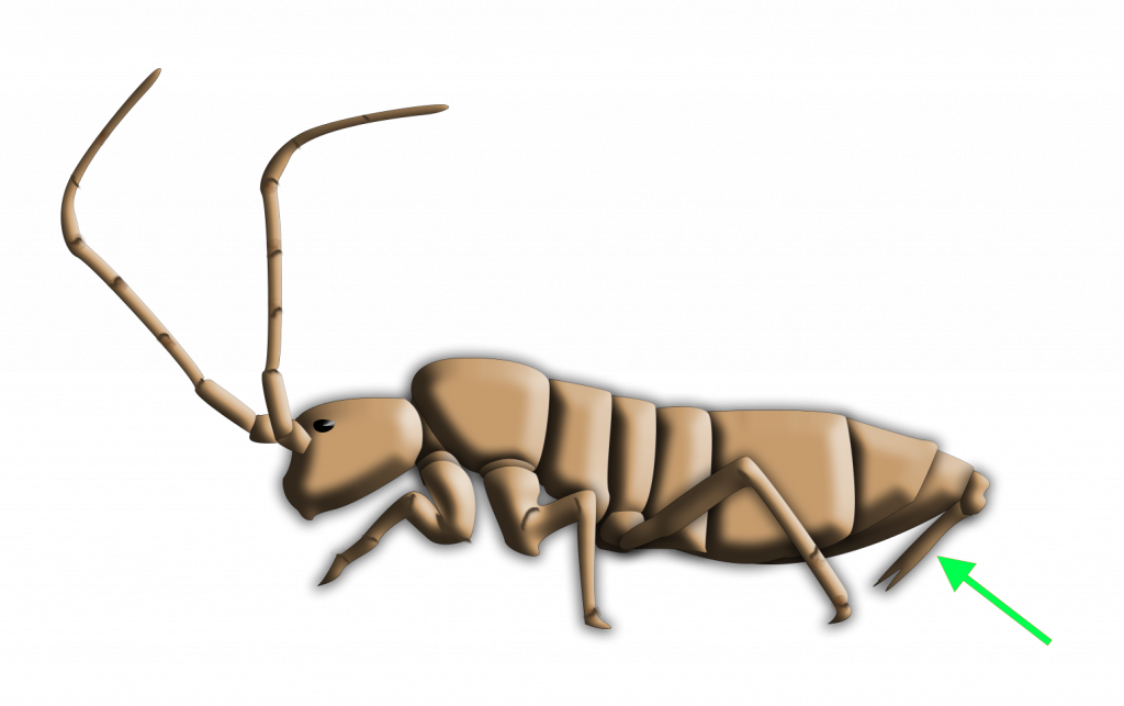 Springtails – INHS Environmental Education