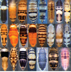 Springtails – INHS Environmental Education