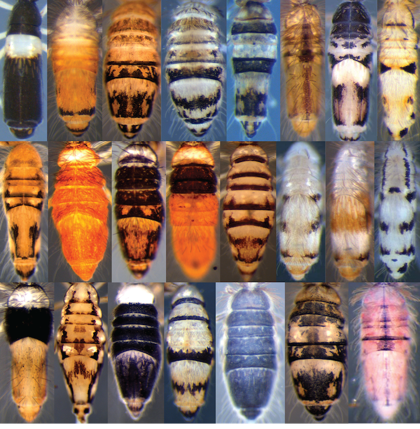 Springtails – INHS Environmental Education