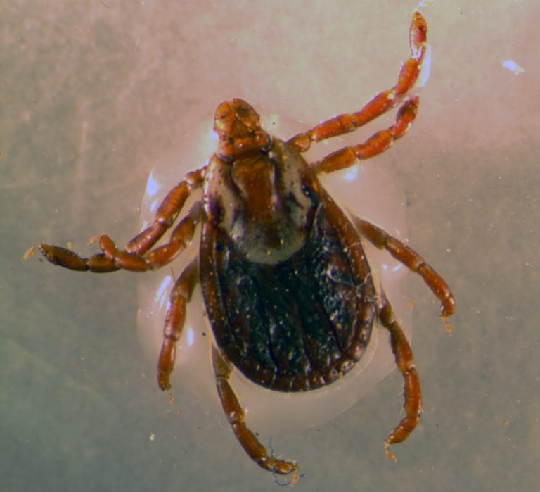 Ticks – INHS Environmental Education