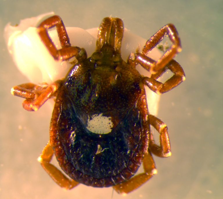 Ticks – INHS Environmental Education