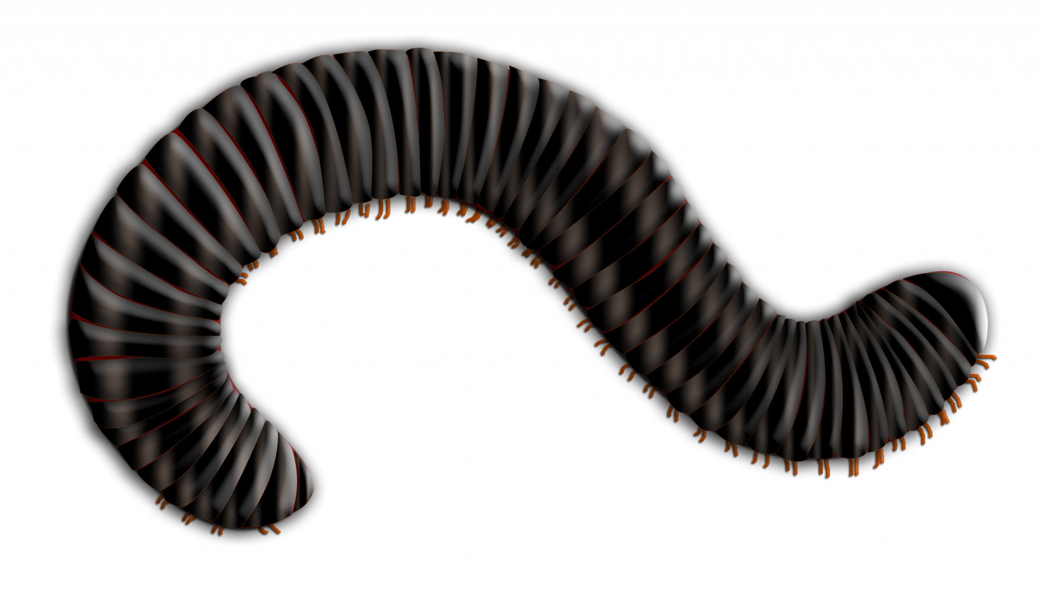 Myriapods – INHS Environmental Education