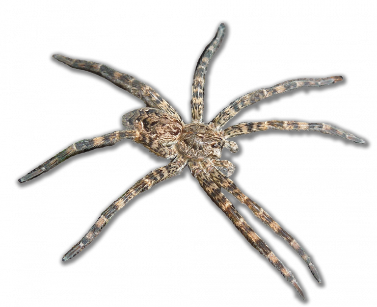 Arthropods – INHS Environmental Education