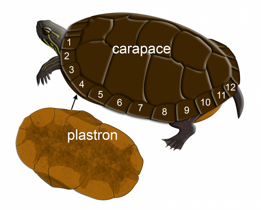 Turtles – INHS Environmental Education