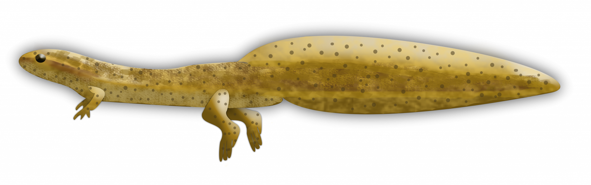 Salamanders – INHS Environmental Education