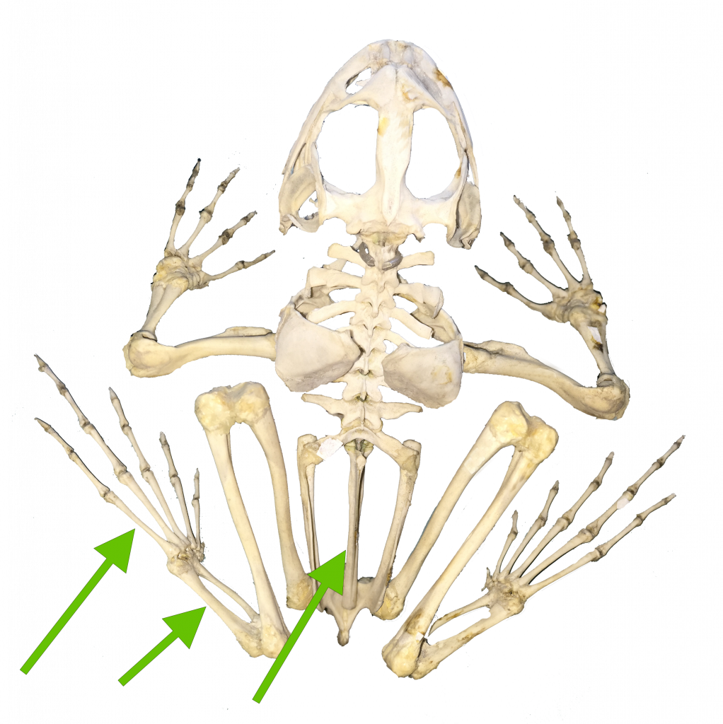 Frogs INHS Environmental Education