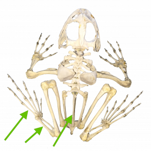 Frogs – INHS Environmental Education