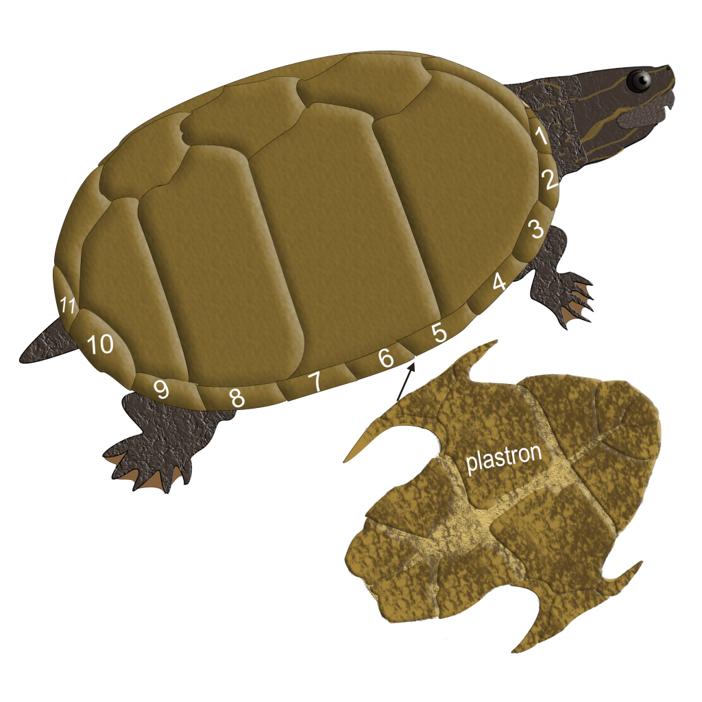 Turtles – INHS Environmental Education