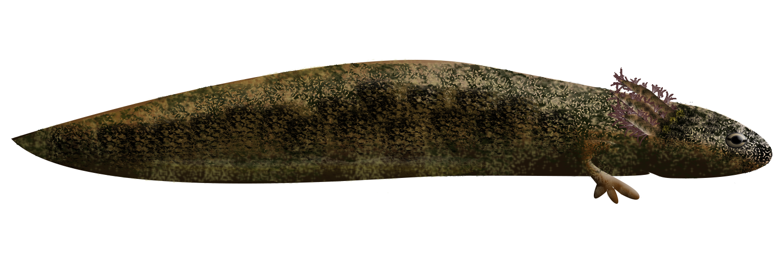 Salamanders – INHS Environmental Education