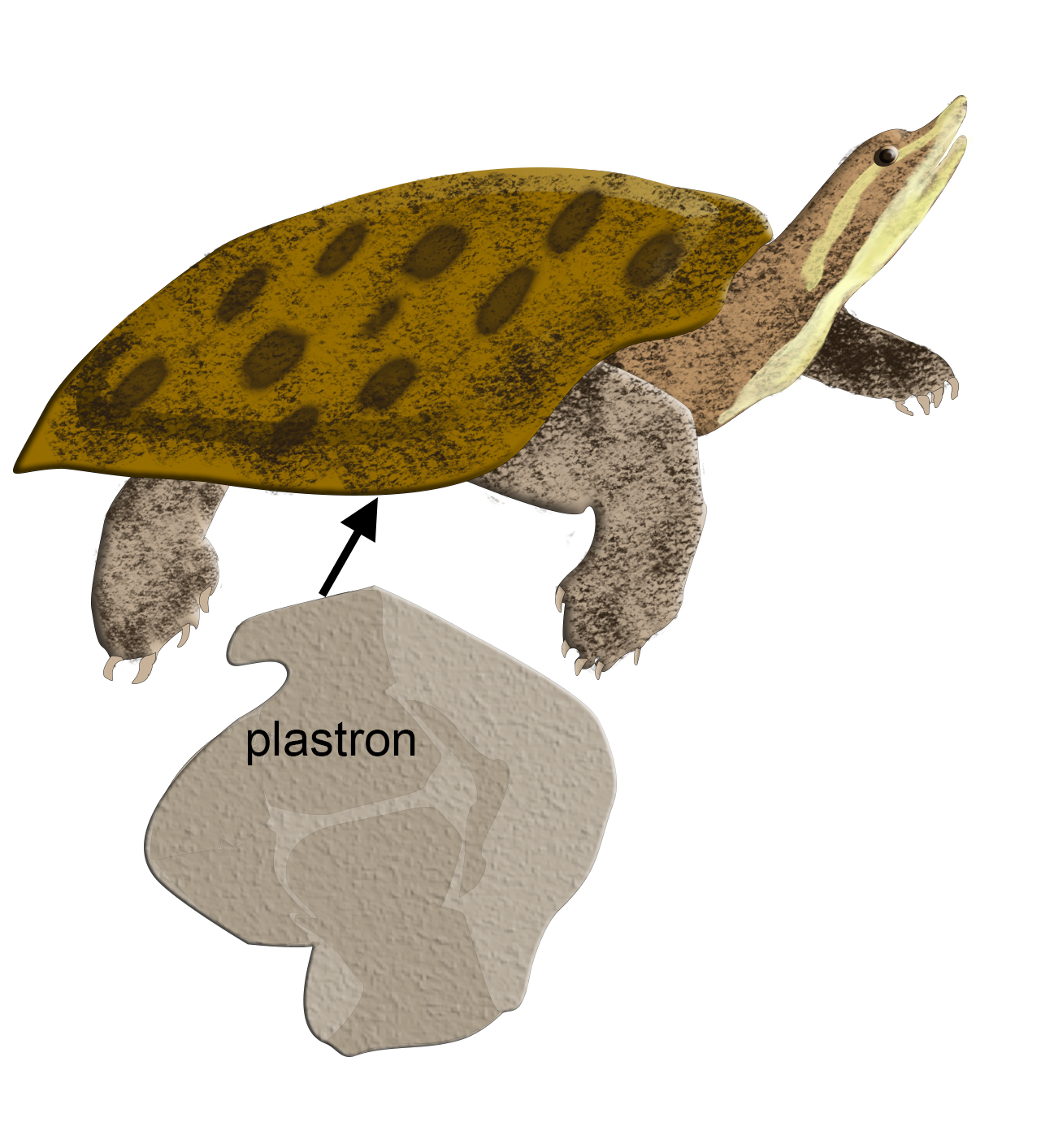 Turtles – INHS Environmental Education